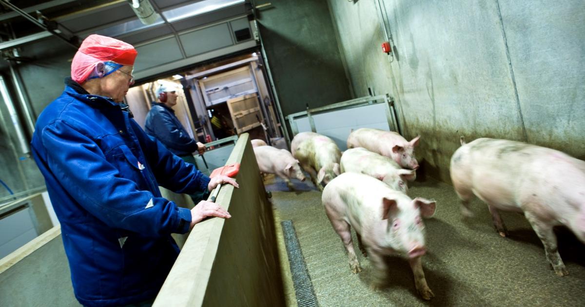 Knap 1,3 mio. kroner skal hjælpe fyrede slagterimedarbejdere i Horsens Knap 1,3 mio. kroner skal hjælpe fyrede slagterimedarbejdere i Horsens